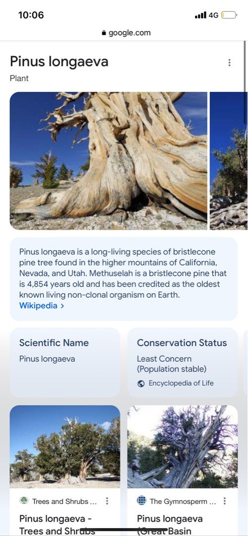 Rare Pinus Longaeva seedling for bonsai, Furniture & Home Living ...