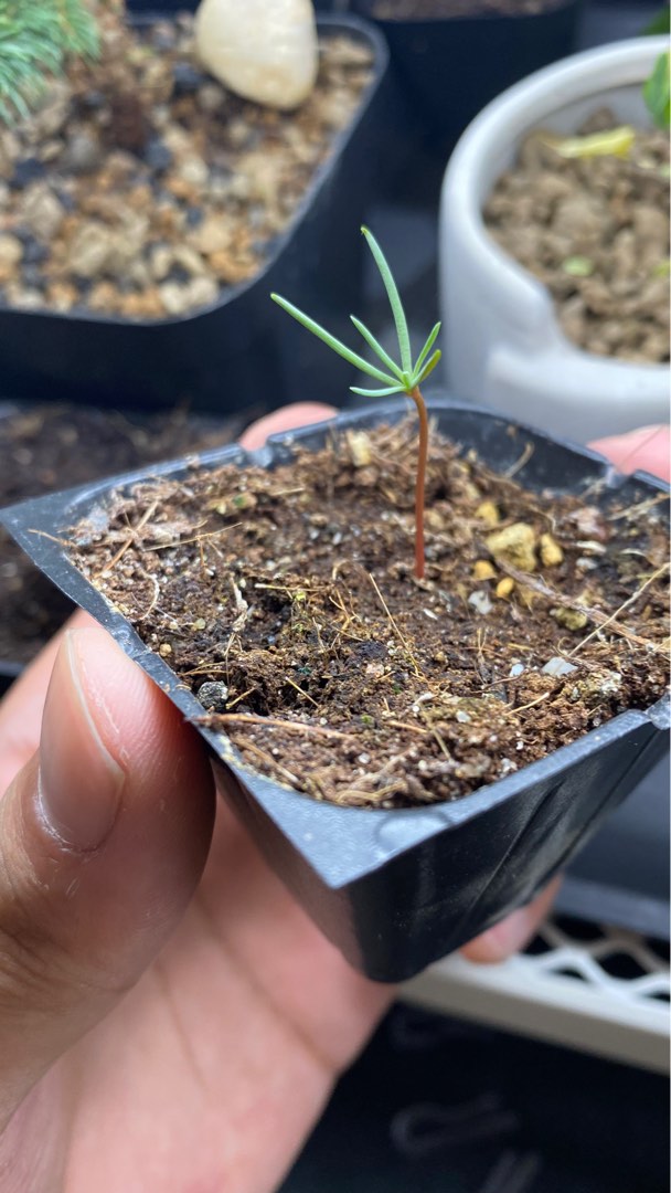 Rare Pinus Longaeva seedling for bonsai, Furniture & Home Living ...
