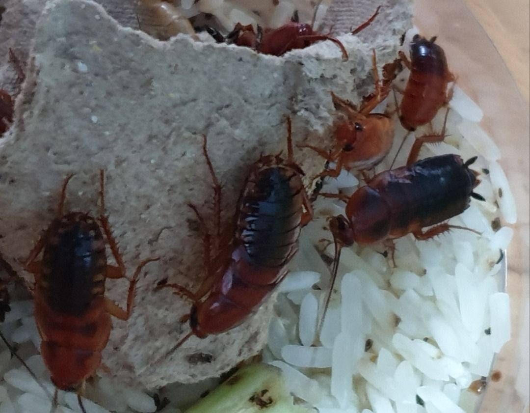 Red Runners roaches Feeder, Pet Supplies, Pet Food on Carousell