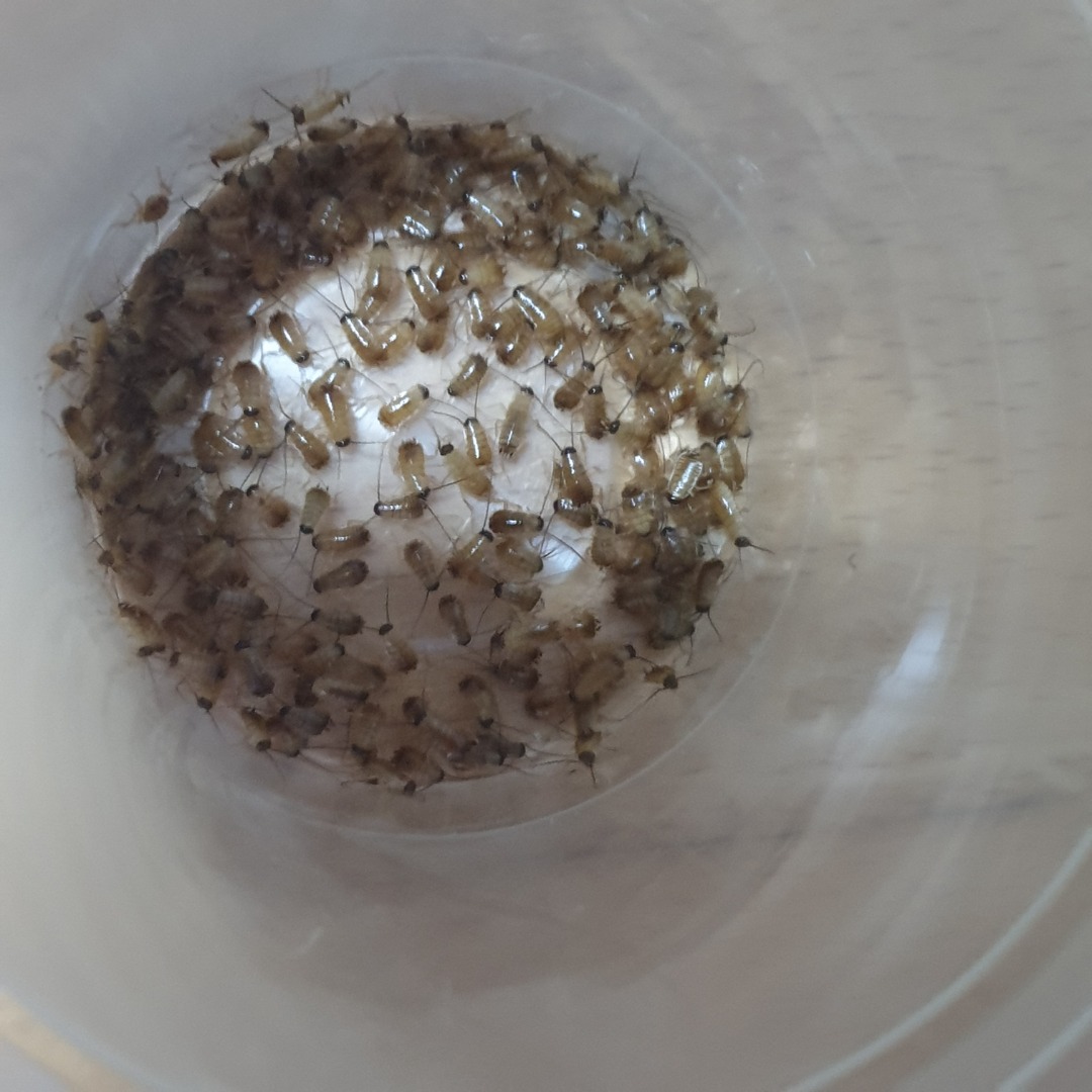 Red Runners roaches Feeder, Pet Supplies, Pet Food on Carousell