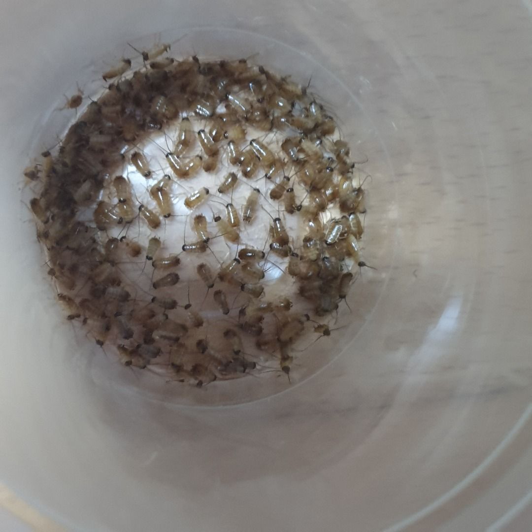 Red Runners roaches Feeder, Pet Supplies, Pet Food on Carousell