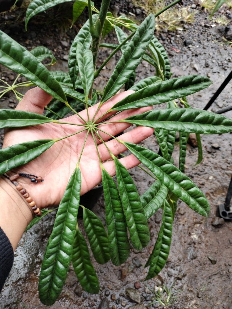 Schefflera Albido-Bracteata, Furniture & Home Living, Gardening, Plants ...