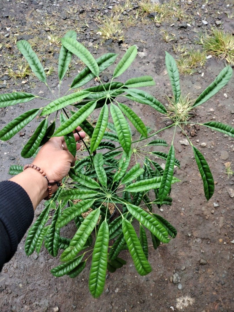 Schefflera Albido-Bracteata, Furniture & Home Living, Gardening, Plants ...