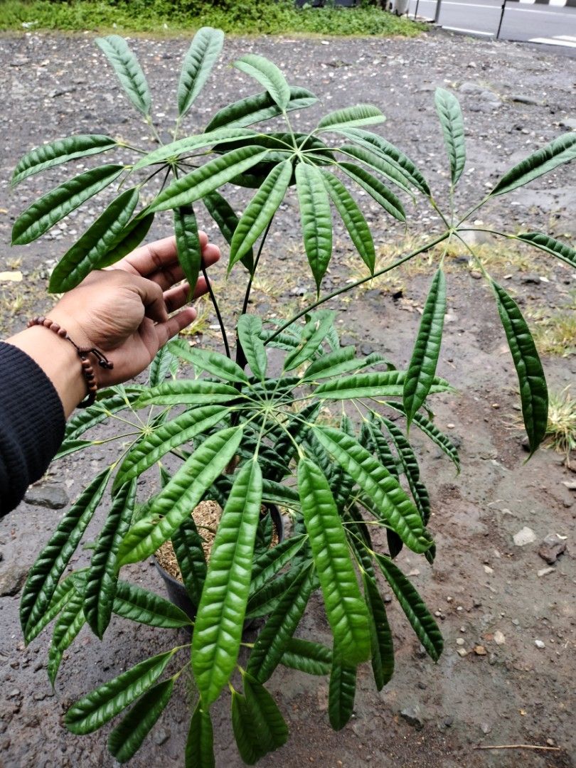 Schefflera Albido-Bracteata, Furniture & Home Living, Gardening, Plants ...