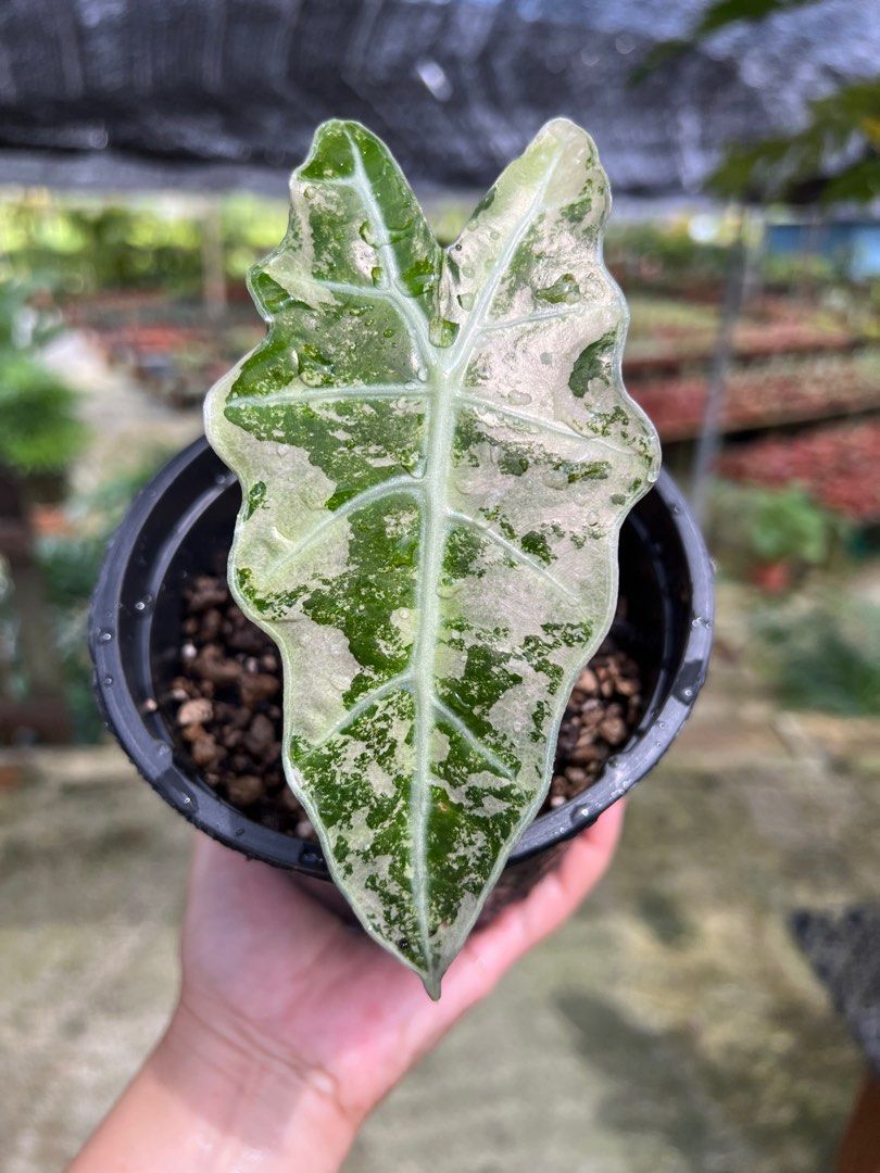 Alocasia Amazonica Variegated, Furniture & Home Living, Gardening ...