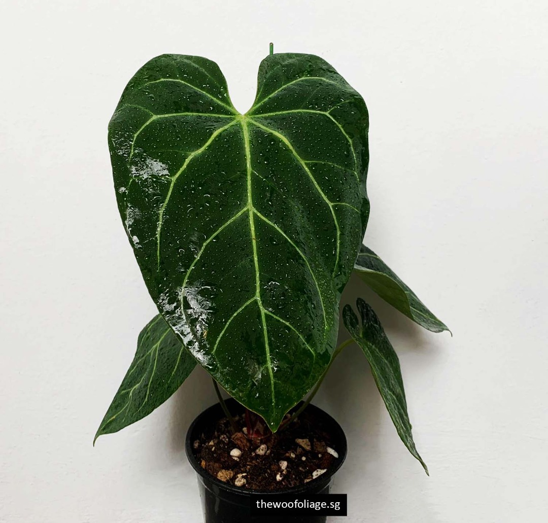 Anthurium Crystallinum Dark Form x Papillilaminum, Furniture & Home ...