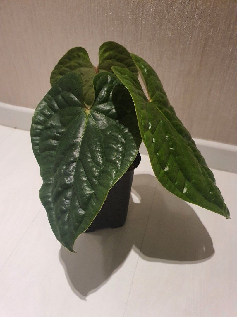 Anthurium radicans x, Furniture & Home Living, Gardening, Plants ...