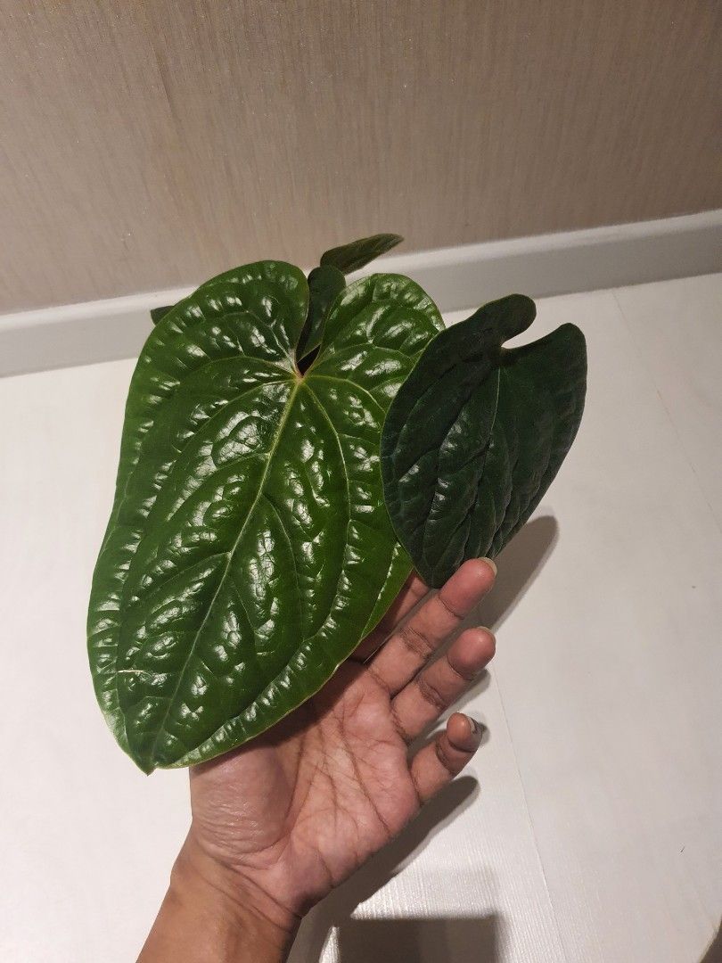 Anthurium radicans x, Furniture & Home Living, Gardening, Plants ...
