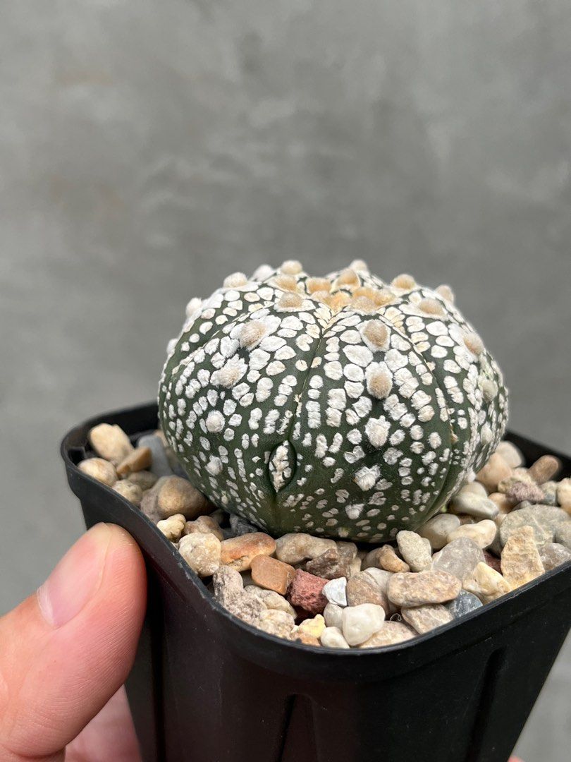 Astrophytum Super Kabuto Star Type, Furniture & Home Living, Gardening ...