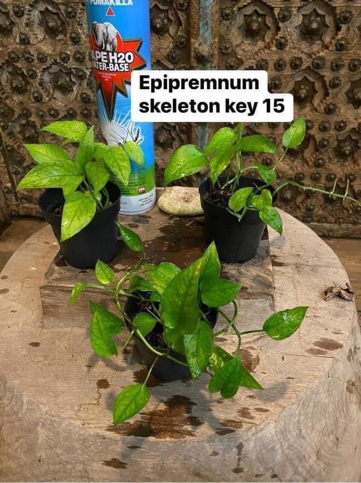 Epipremnum skeleton key, Furniture & Home Living, Gardening, Plants ...