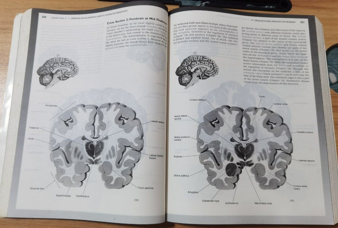 Neuroscience Exploring the Brain, Hobbies & Toys, Books & Magazines ...