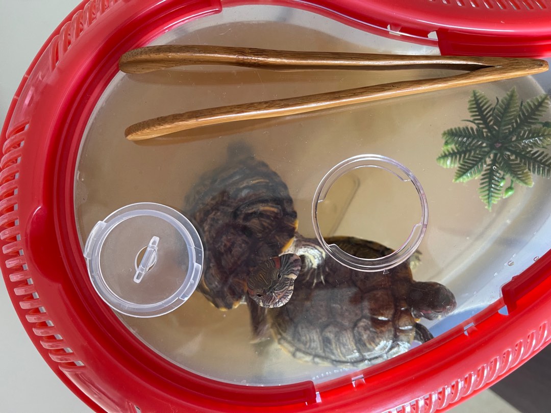 2 turtles with tank and food, Pet Supplies, Pet Food on Carousell