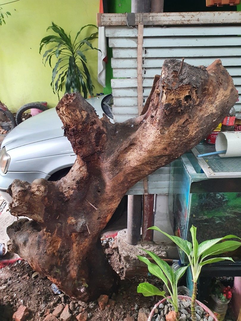 Batang Pohon Mangga usia 25 tahun, Perkebunan di Carousell