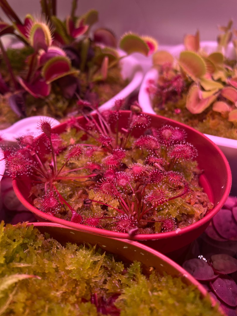 Drosera Intermedia hybrid Sundew, Furniture & Home Living, Gardening ...