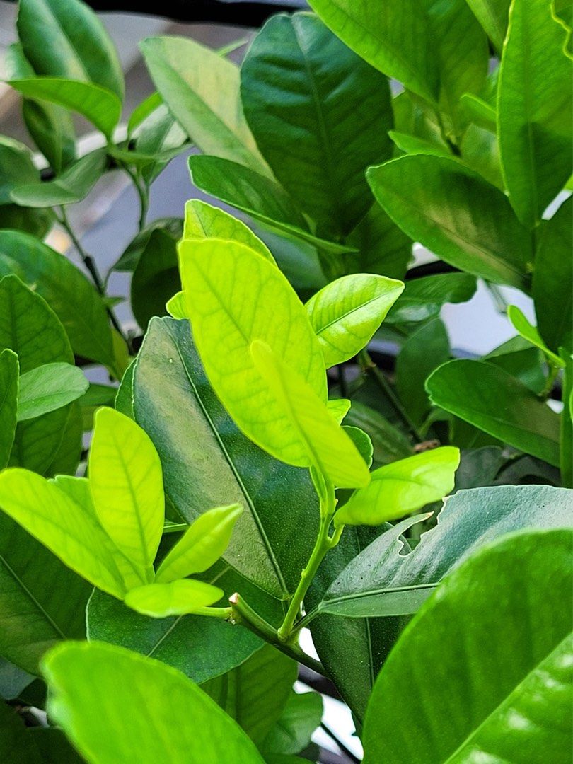 Fresh Pomelo Leaves / Pomelo Leaf, Furniture & Home Living, Gardening ...