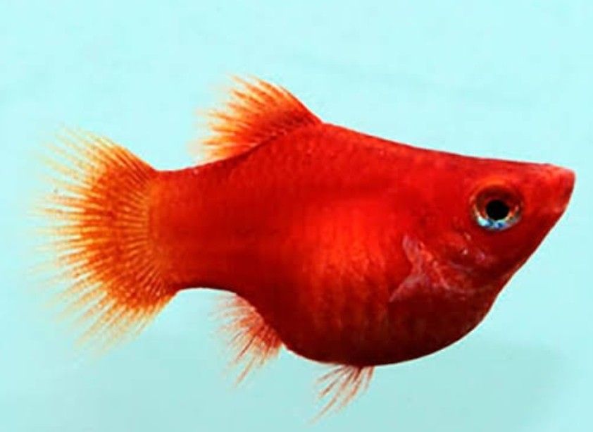 RED BALLOON PLATY, Pet Supplies, Pet Food on Carousell