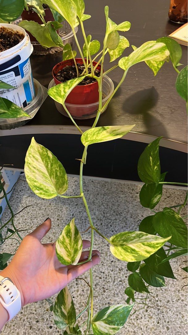 Vine vining plants Philodendron, Pothos, Epipremnum, Monstera, Cuttings ...