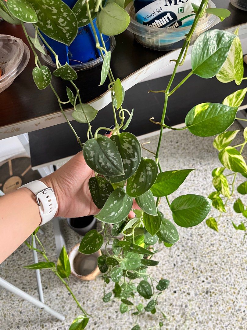 Vine vining plants Philodendron, Pothos, Epipremnum, Monstera, Cuttings ...