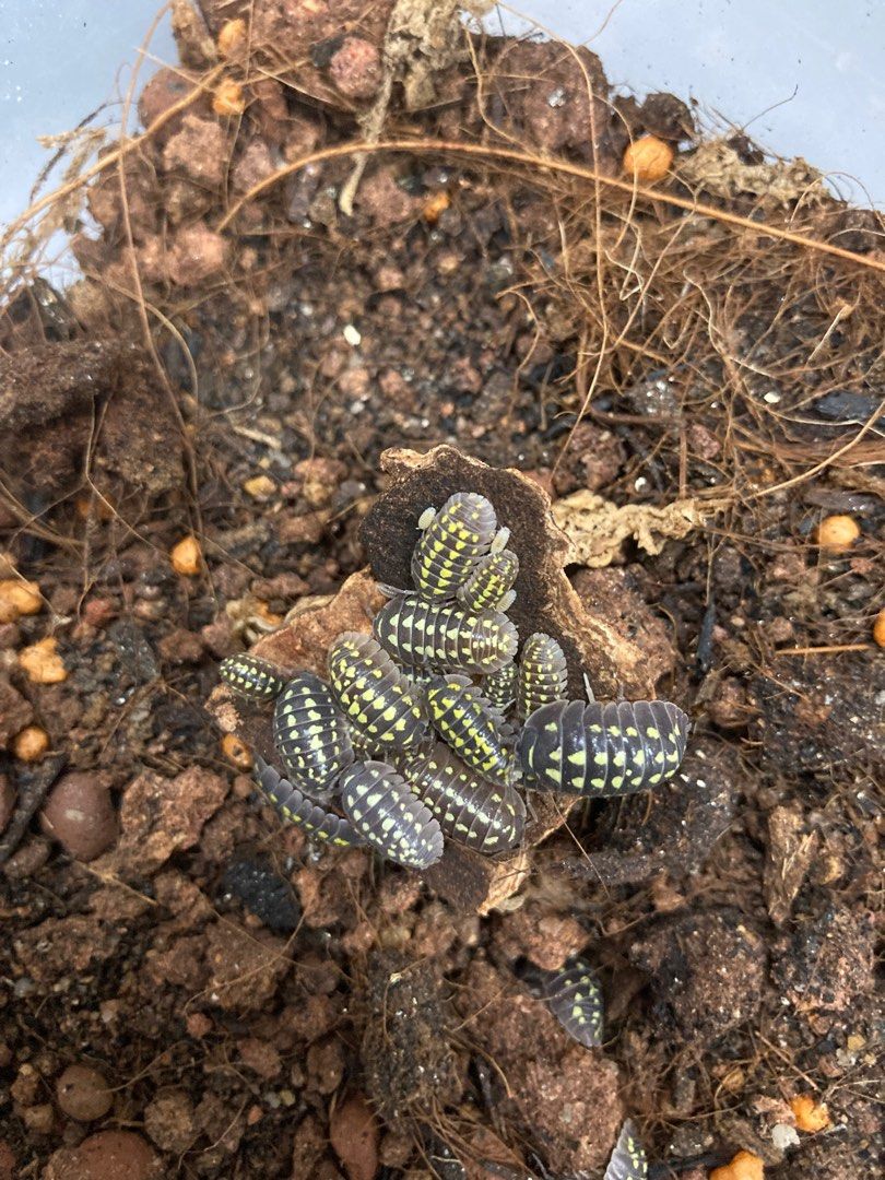 Yellow Spotted Isopod (armadillidium gestroi), Pet Supplies, Homes ...