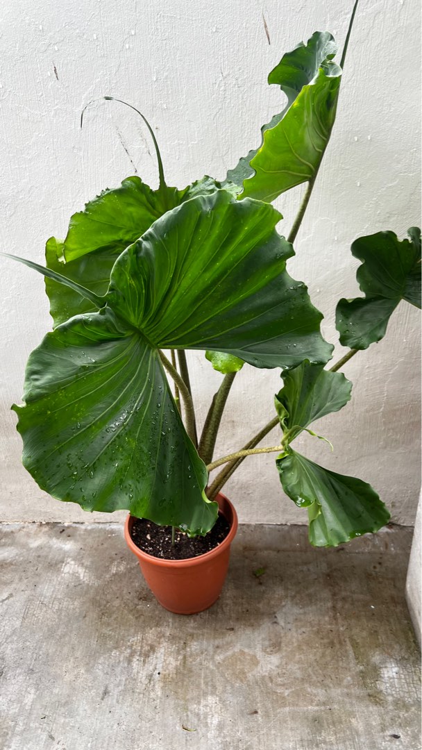 Alocasia Sting Ray plant, Furniture & Home Living, Gardening, Plants ...