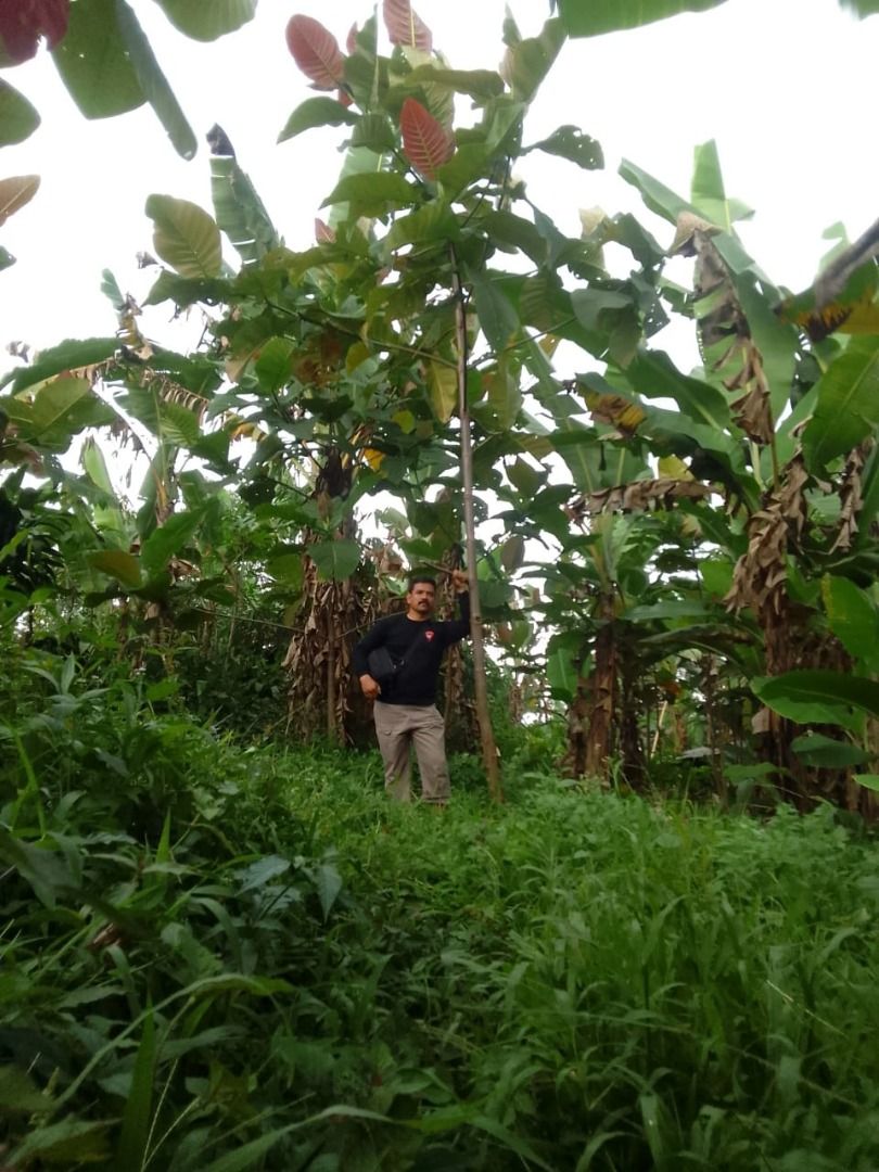 Bibit Tanaman Kayu Jabon Merah - Tanaman Kayu Cepat Tumbuh & panen ...