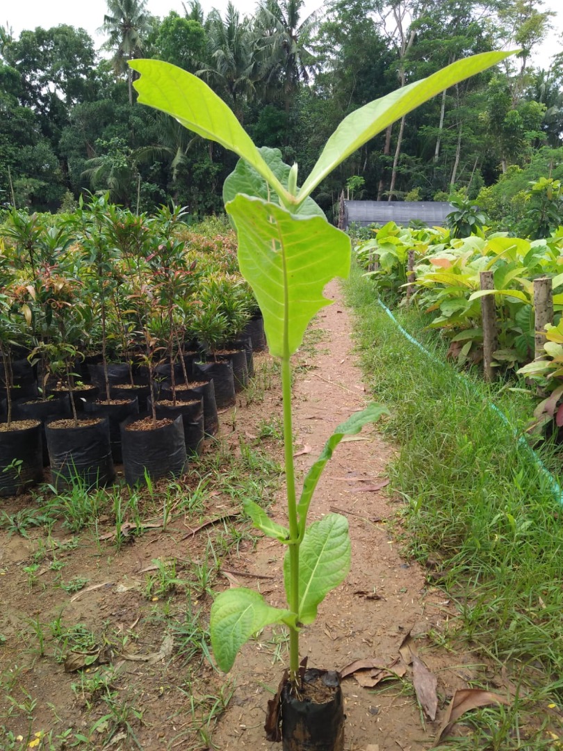 Bibit Tanaman Kayu Jabon Merah - Tanaman Kayu Cepat Tumbuh & panen ...