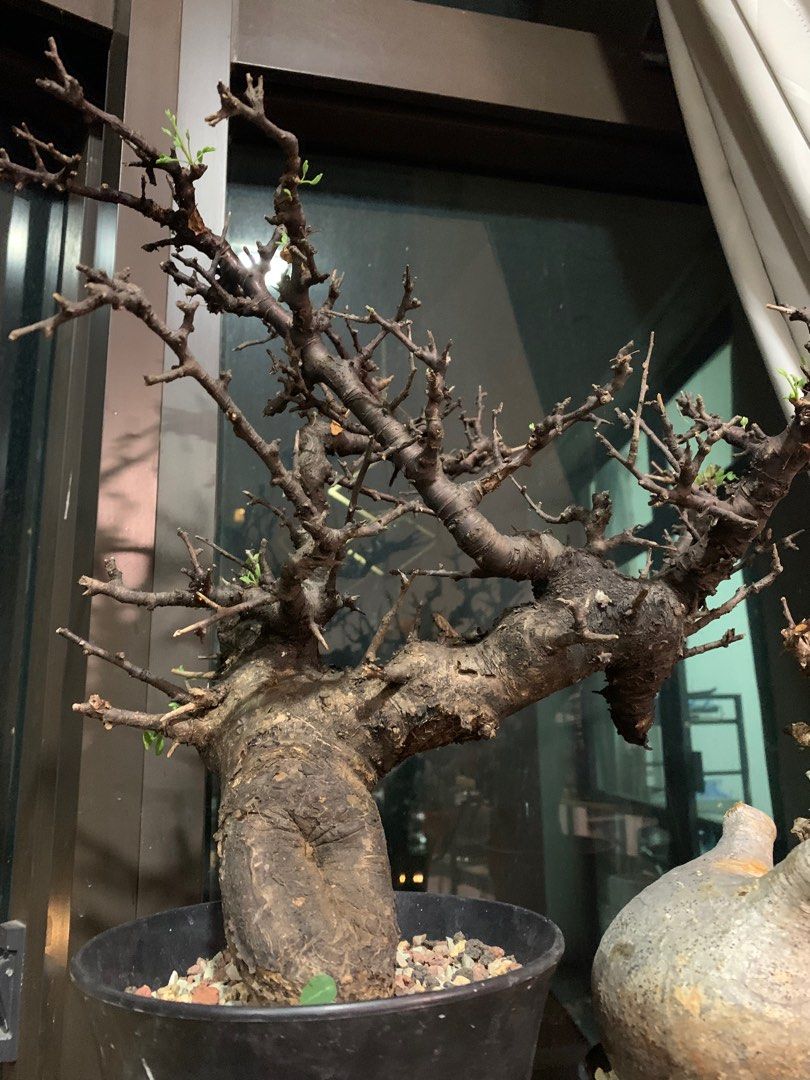 Commiphora Boranensis, Furniture & Home Living, Gardening, Plants ...