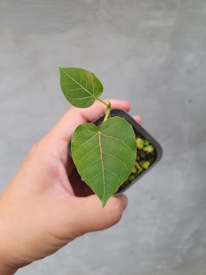 Ficus petiolaris, Furniture & Home Living, Gardening, Plants & Seeds on ...