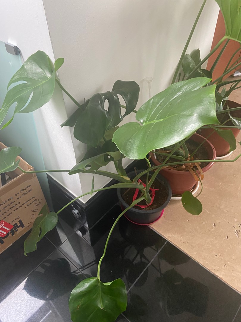 Monstera deliciosa and Bamboo, Furniture & Home Living, Gardening ...