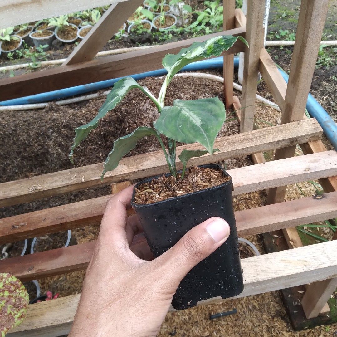 aglaonema pictum tricolor, Furniture & Home Living, Gardening, Plants ...