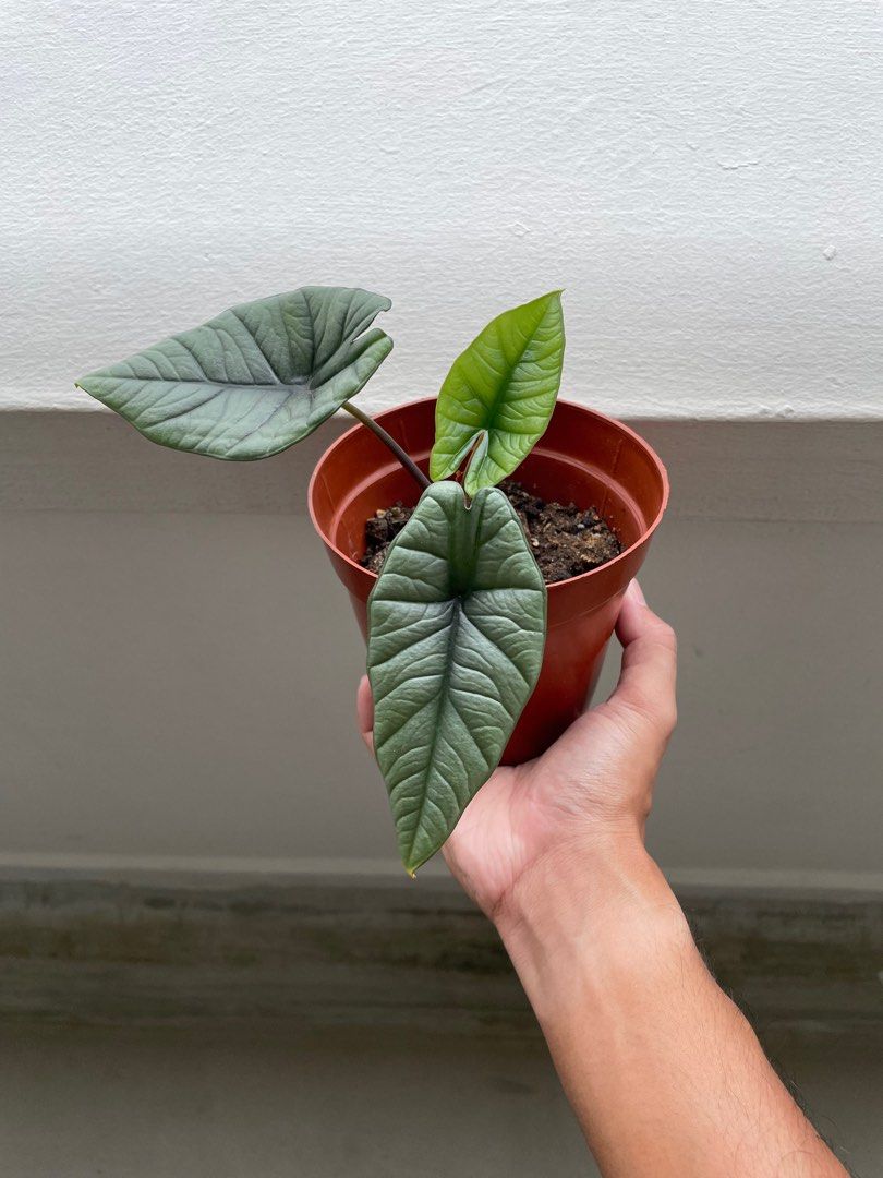 Alocasia Bisma, Furniture & Home Living, Gardening, Plants & Seeds on ...