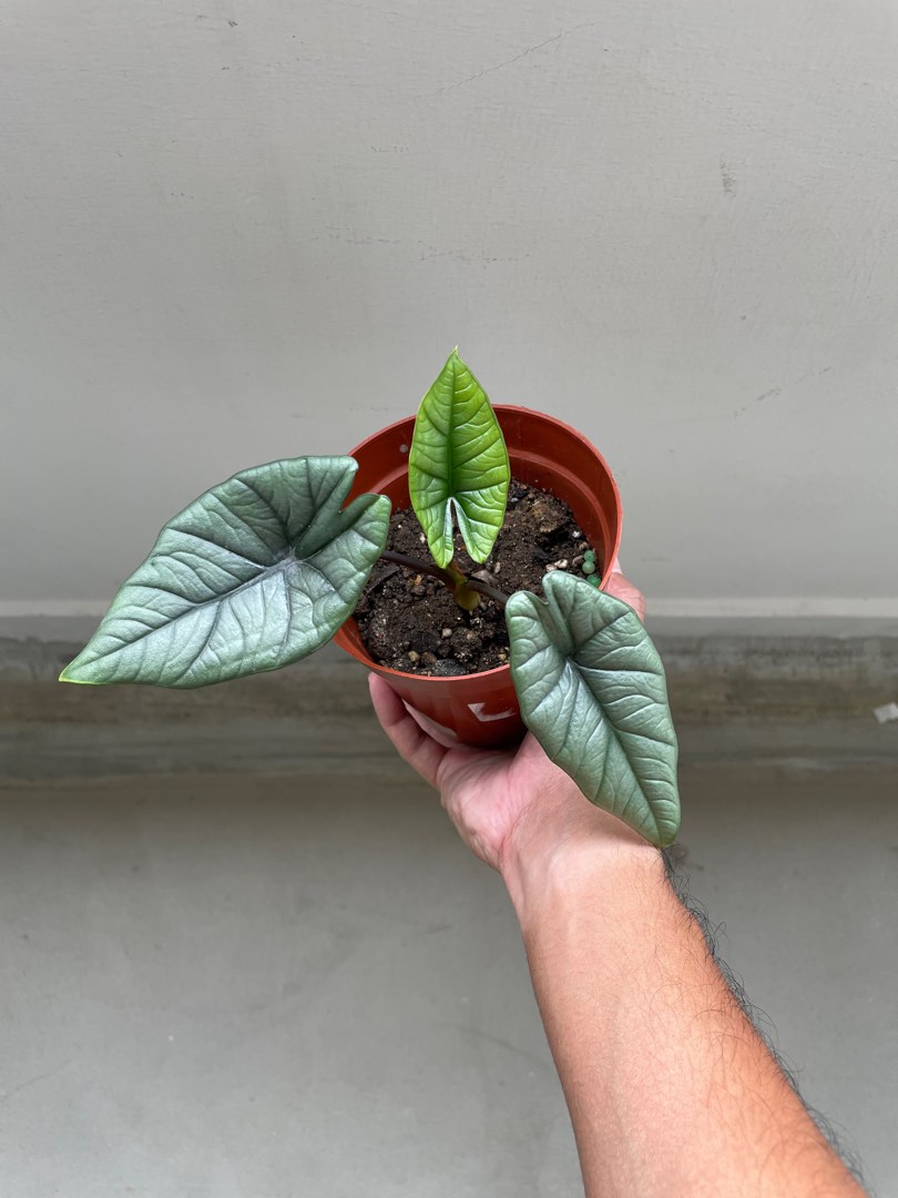 Alocasia Bisma, Furniture & Home Living, Gardening, Plants & Seeds on ...