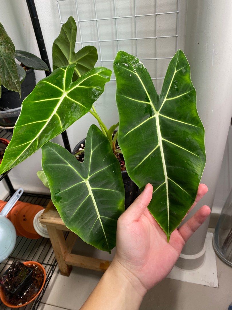 Alocasia Frydek, Furniture & Home Living, Gardening, Plants & Seeds on ...