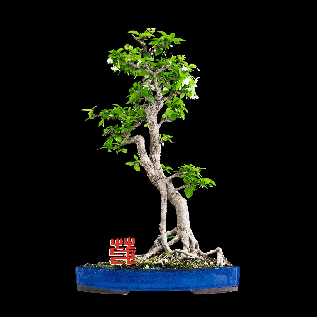 Bonsai 50cm Shui Mei Water Jasmine Wrightia Religiosa, Furniture & Home ...