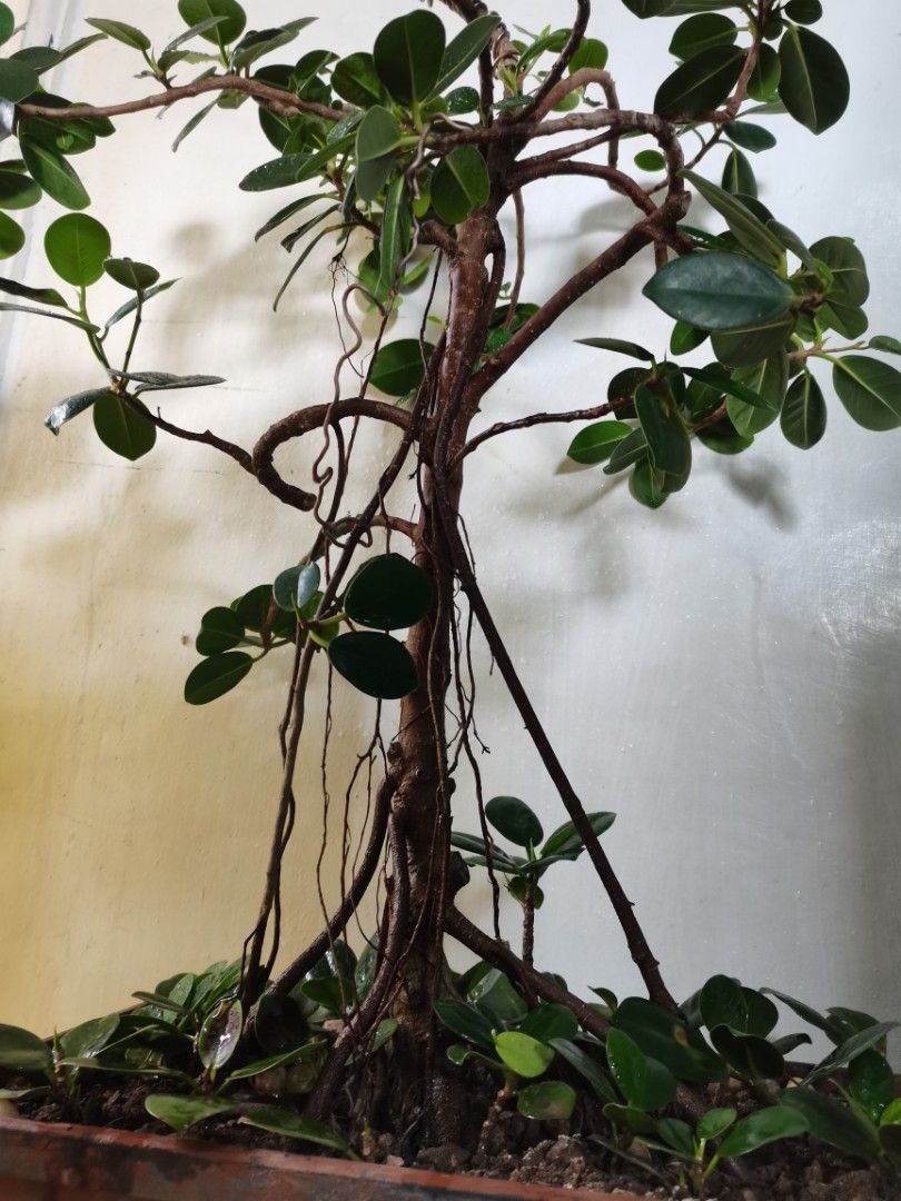 Bonsai Ficus Nana large, Furniture & Home Living, Gardening, Plants ...