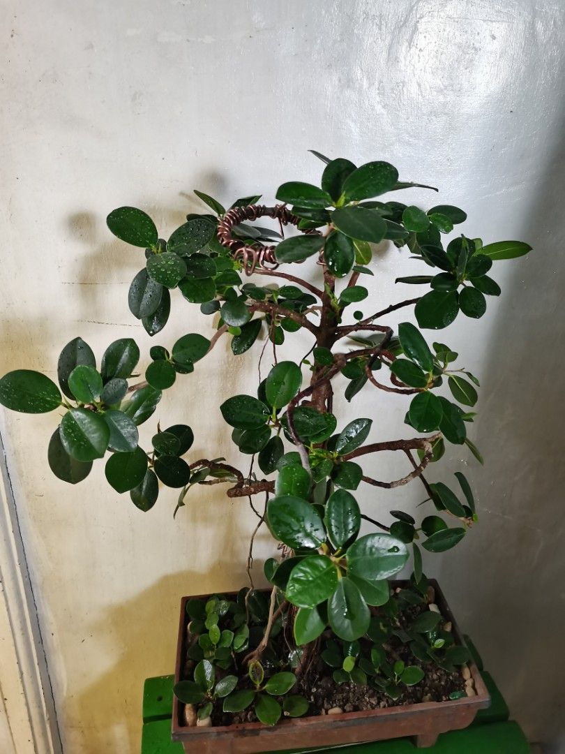 Bonsai Ficus Nana large, Furniture & Home Living, Gardening, Plants ...