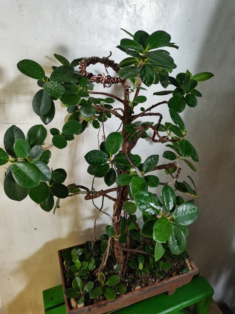 Bonsai Ficus Nana large, Furniture & Home Living, Gardening, Plants ...