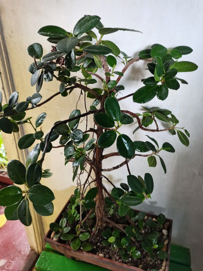 Bonsai Ficus Nana large, Furniture & Home Living, Gardening, Plants ...