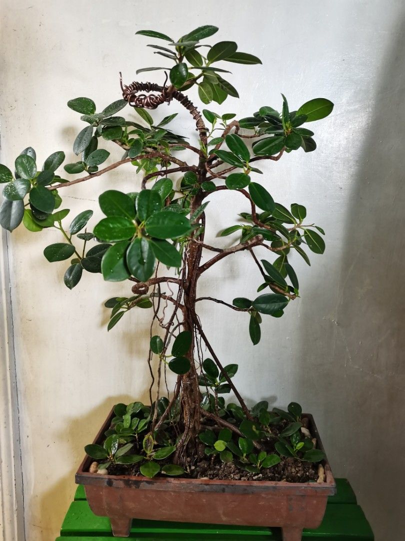 Bonsai Ficus Nana large, Furniture & Home Living, Gardening, Plants ...