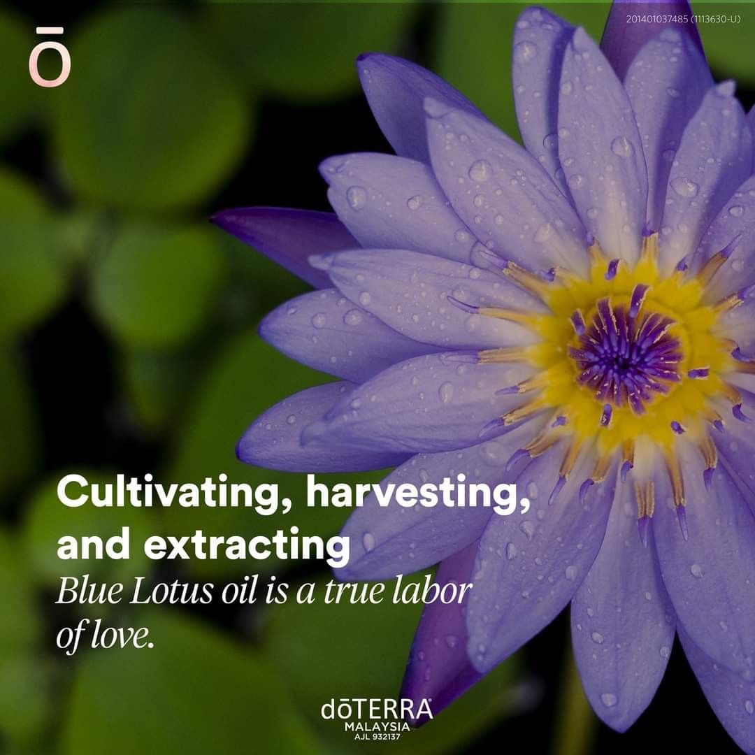 doTERRA Blue Lotus 10ml Touch (Limited Edition), Furniture & Home ...