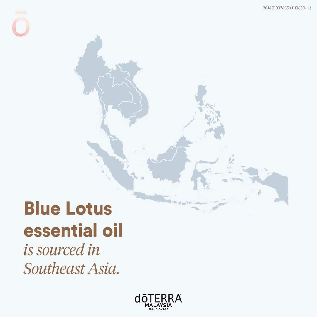 doTERRA Blue Lotus 10ml Touch (Limited Edition), Furniture & Home ...