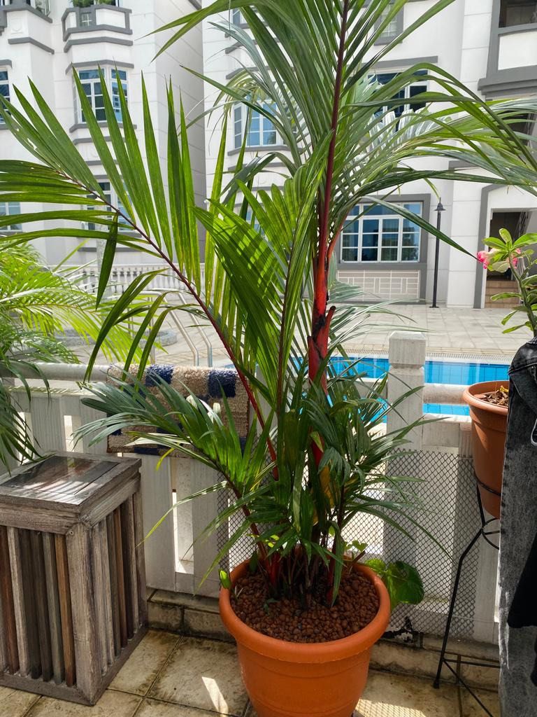 Healthy Beautiful Red Palm, Furniture & Home Living, Gardening, Plants ...