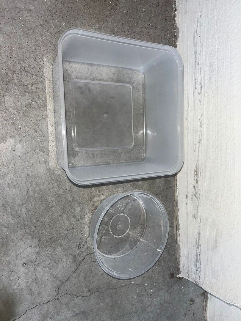 Microworms live food for fishes (Beta, Guppies, all small fishes), Pet ...