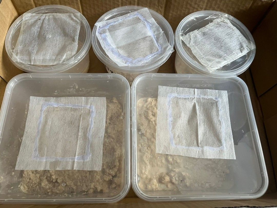 Microworms live food for fishes (Beta, Guppies, all small fishes), Pet ...