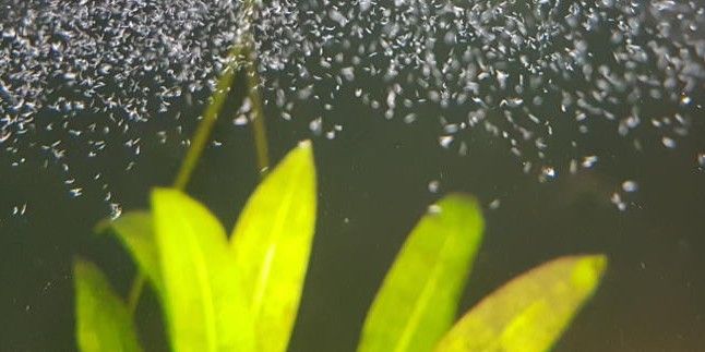 Microworms live food for fishes (Beta, Guppies, all small fishes), Pet ...