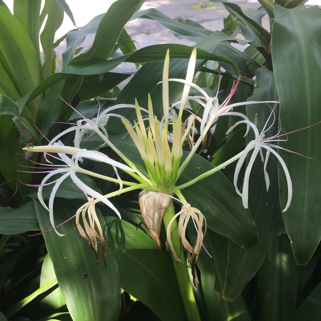 Spider lily!!, Furniture & Home Living, Gardening, Pots & Planters on ...