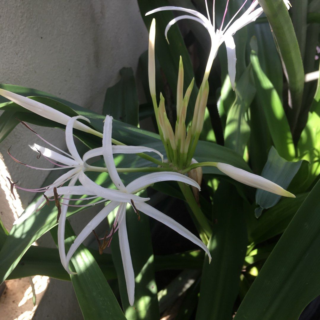Spider lily!!, Furniture & Home Living, Gardening, Pots & Planters on ...