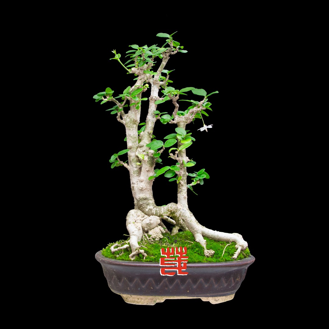 Bonsai 33cm Shui Mei Water Jasmine Wrightia Religiosa, Furniture & Home ...