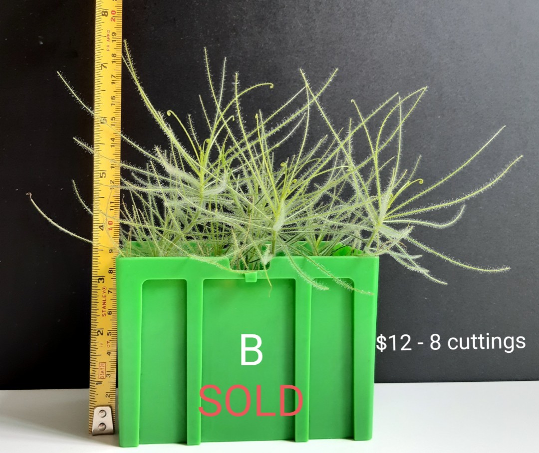 Byblis carnivorous plant, Furniture & Home Living, Gardening, Plants ...