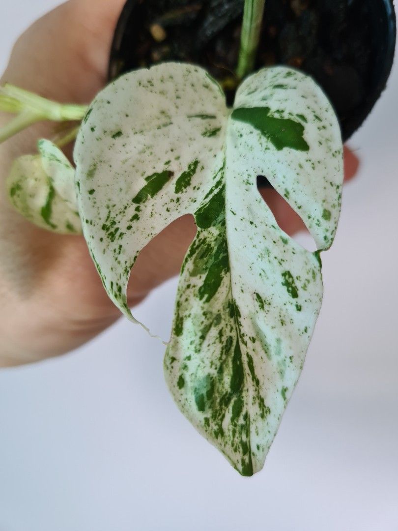 Epipremnum Pinnatum Marble Epi King, Furniture & Home Living, Gardening ...